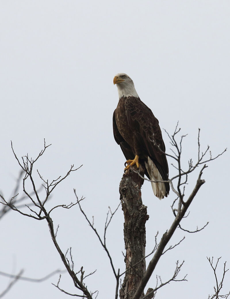 Wetland Eagles - John Bunker Sands Wetland Center